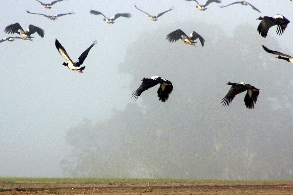 Native birds poisoned at Bundaberg's botanic gardens - ABC News