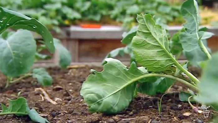 In memory... Peter Cundall - Gardening Australia