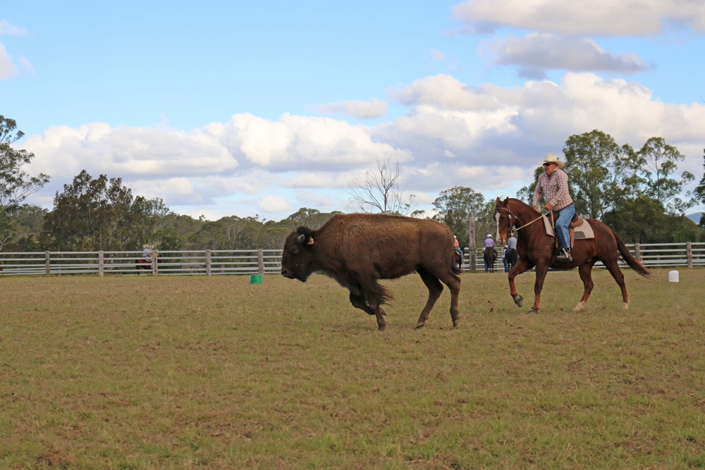 NT Government gives all clear for North American bison to hit Top End ...
