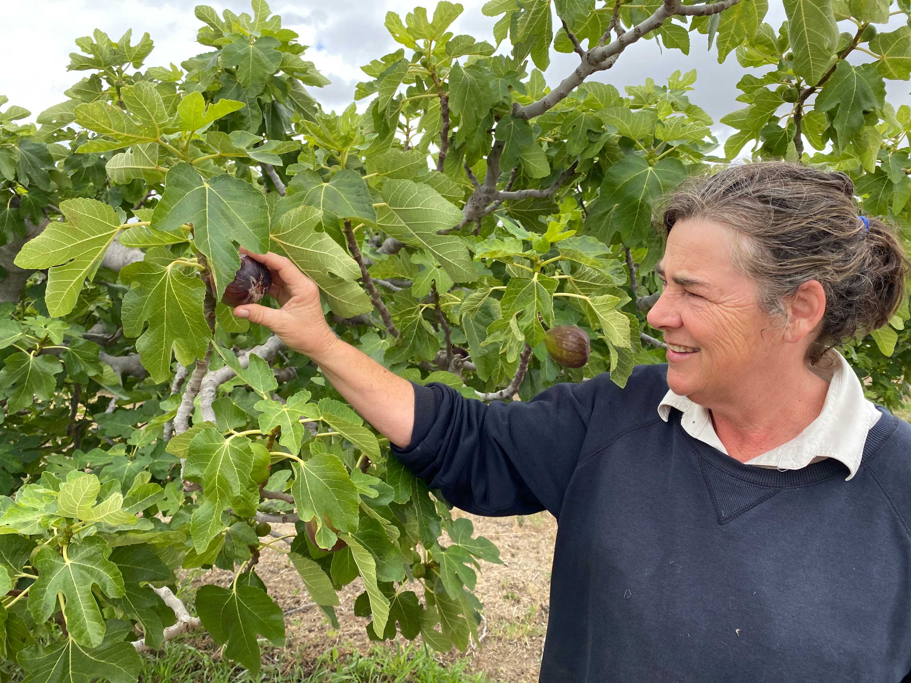 Riverland family fig farm lives on and thrives under passionate grower ...