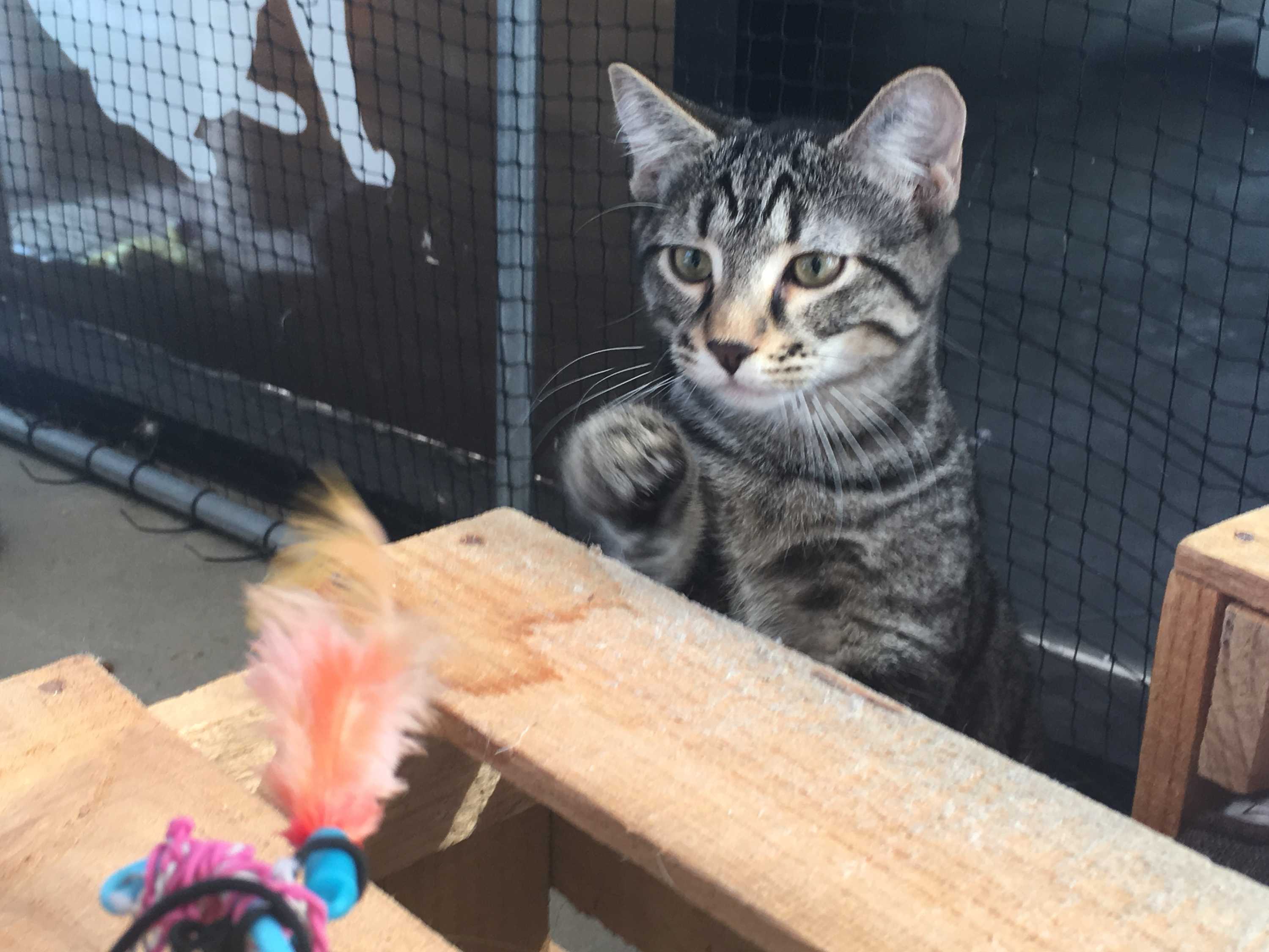 RSPCA's 'CatPacity' campaign sees push for adoption through animal ...