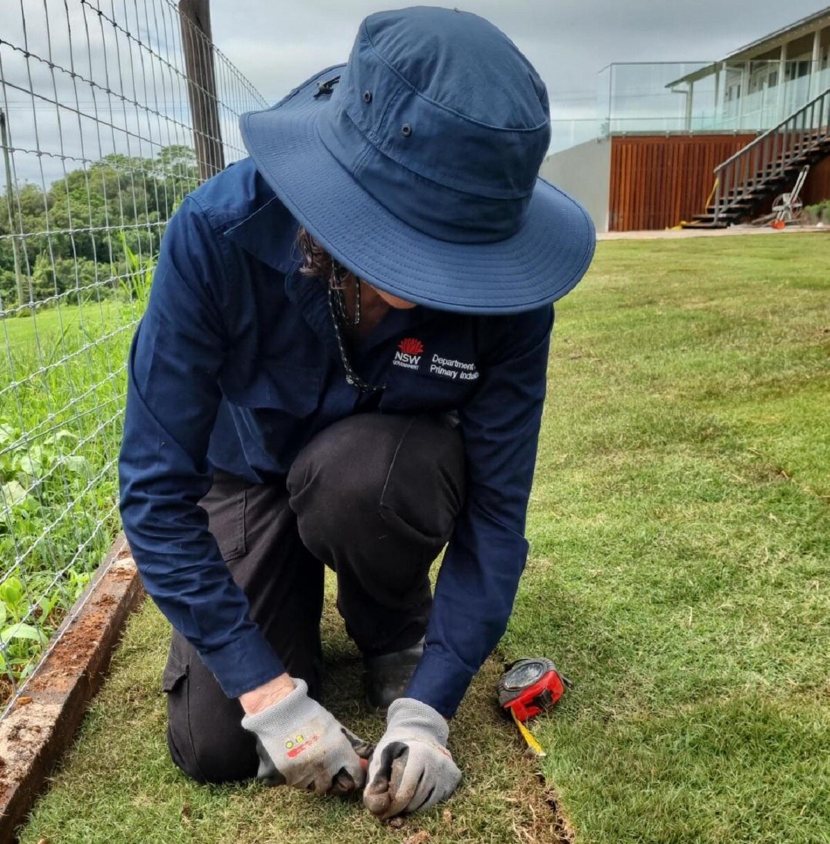 Turf laden with fire ants delivered to Byron property from infested ...