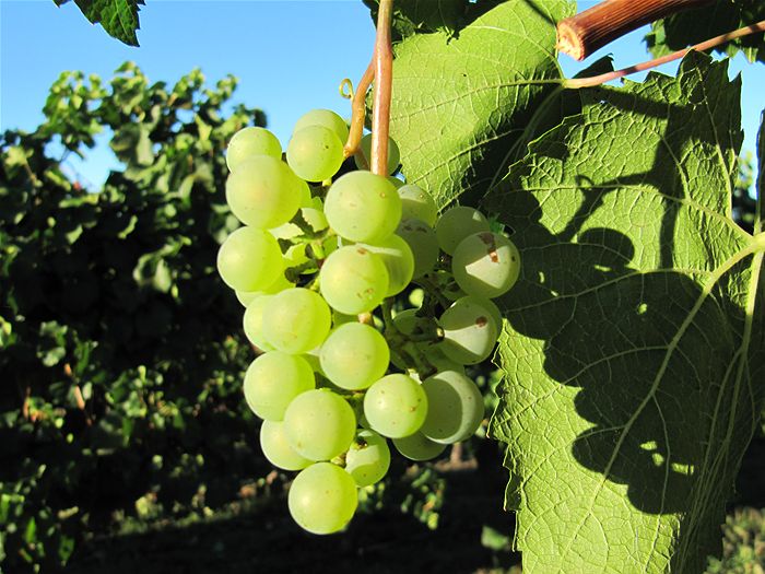 Frost, not heat affecting Griffith's wine grape harvest - ABC News