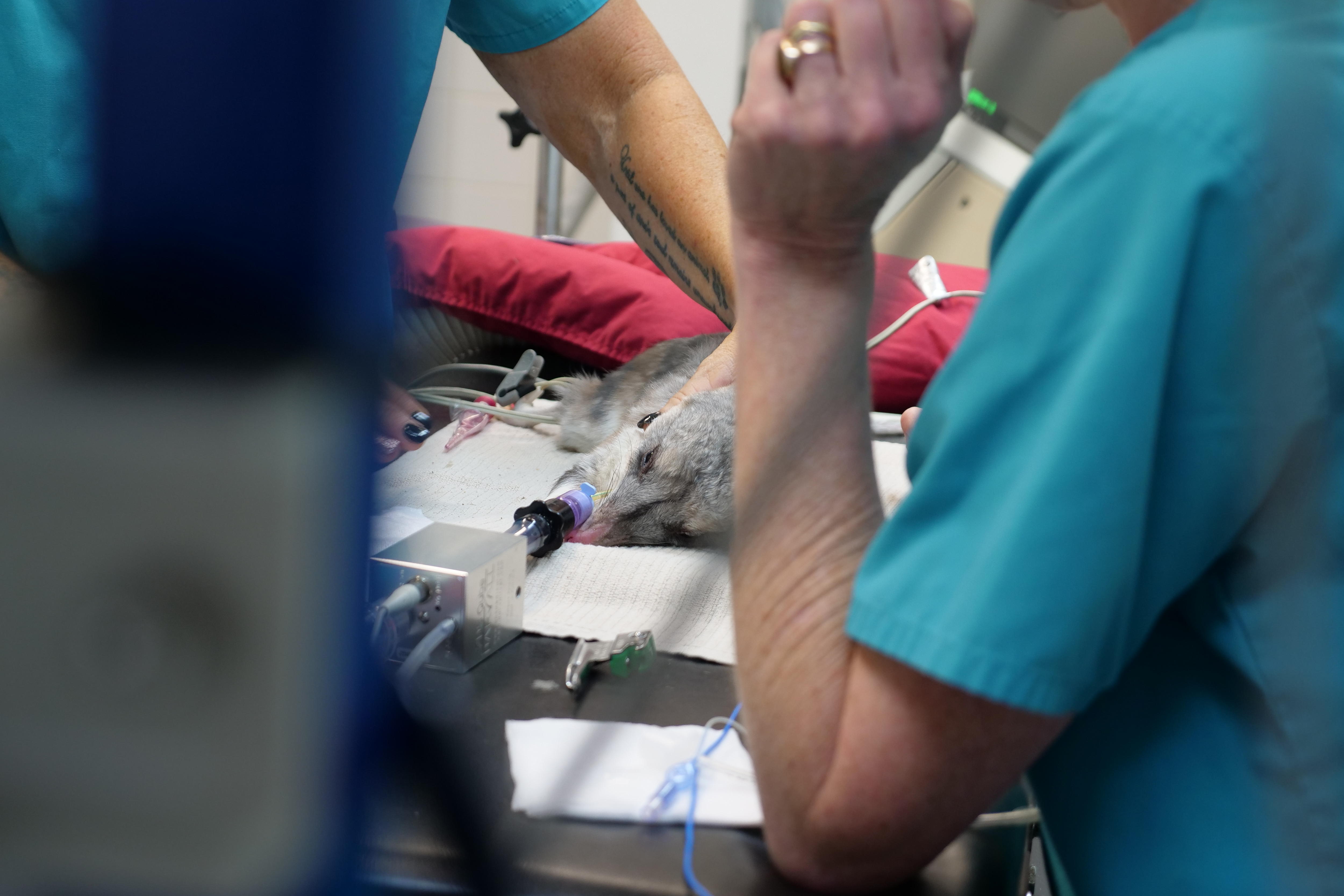 Wildlife vets refect on 'heartbreaking, confronting, rewarding' career ...
