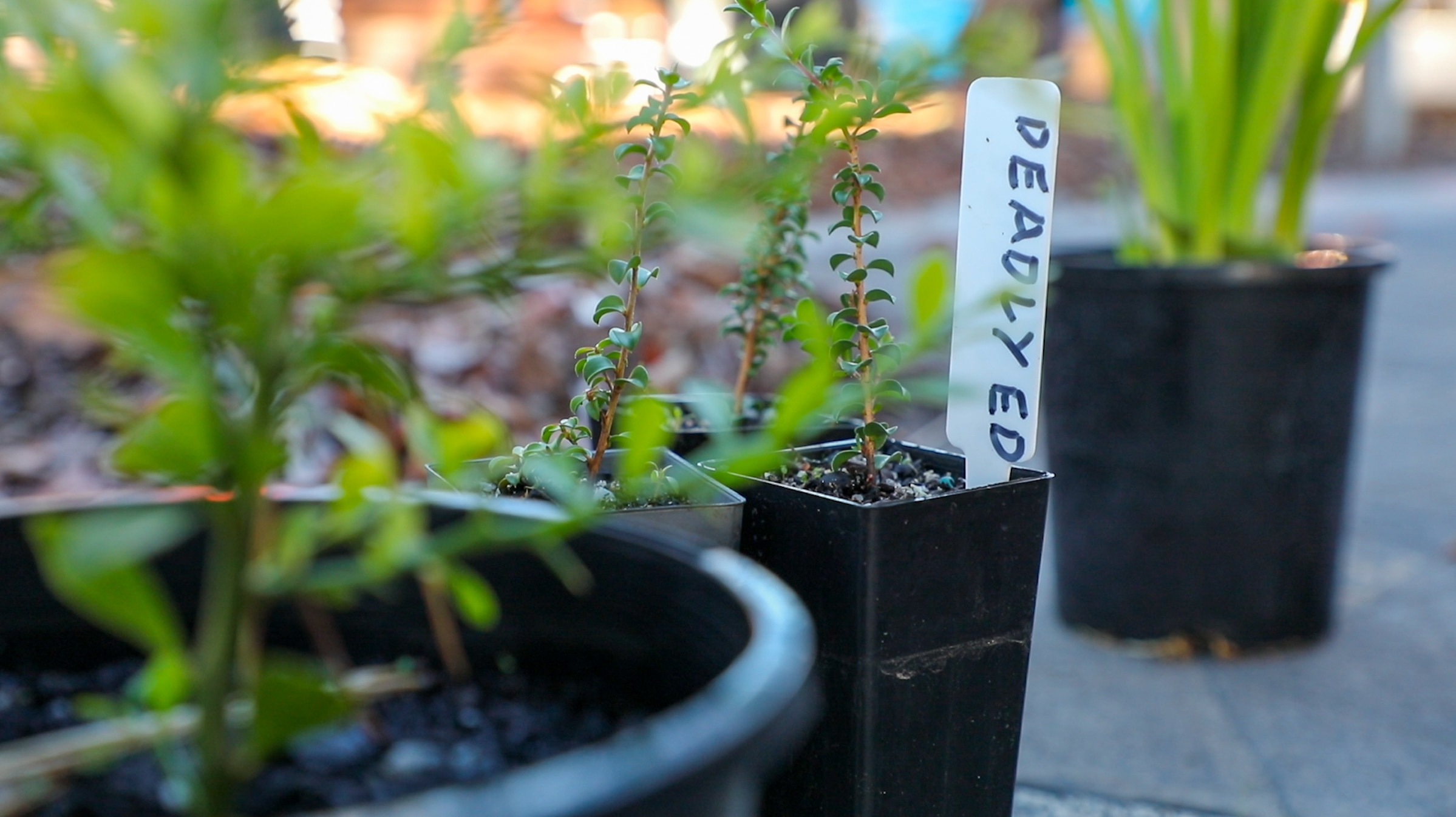 Bush tucker garden promotes native ingredients such as finger limes ...