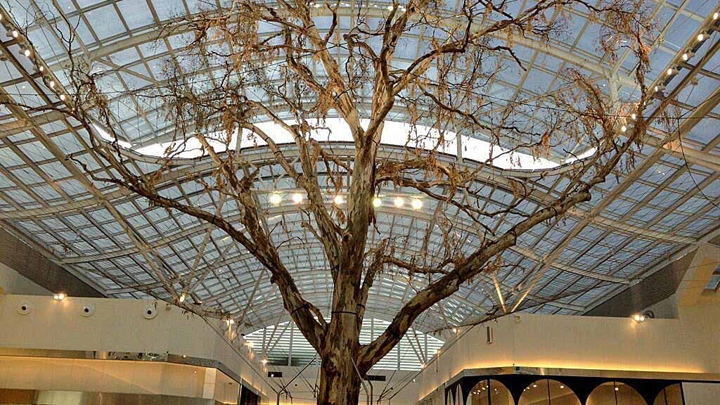 Burnside tree fight lost - ABC News