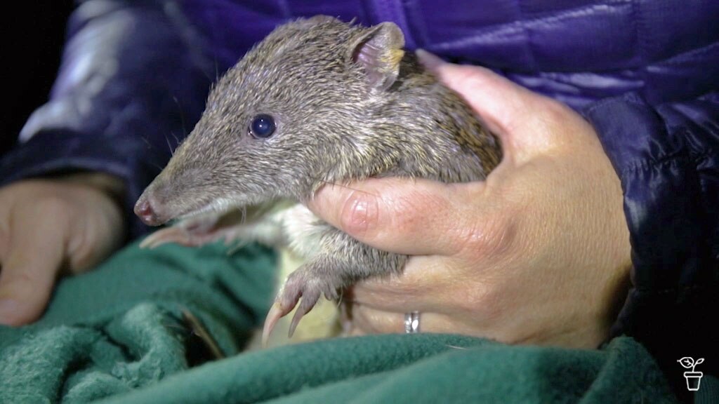 Return to Quenda - Gardening Australia