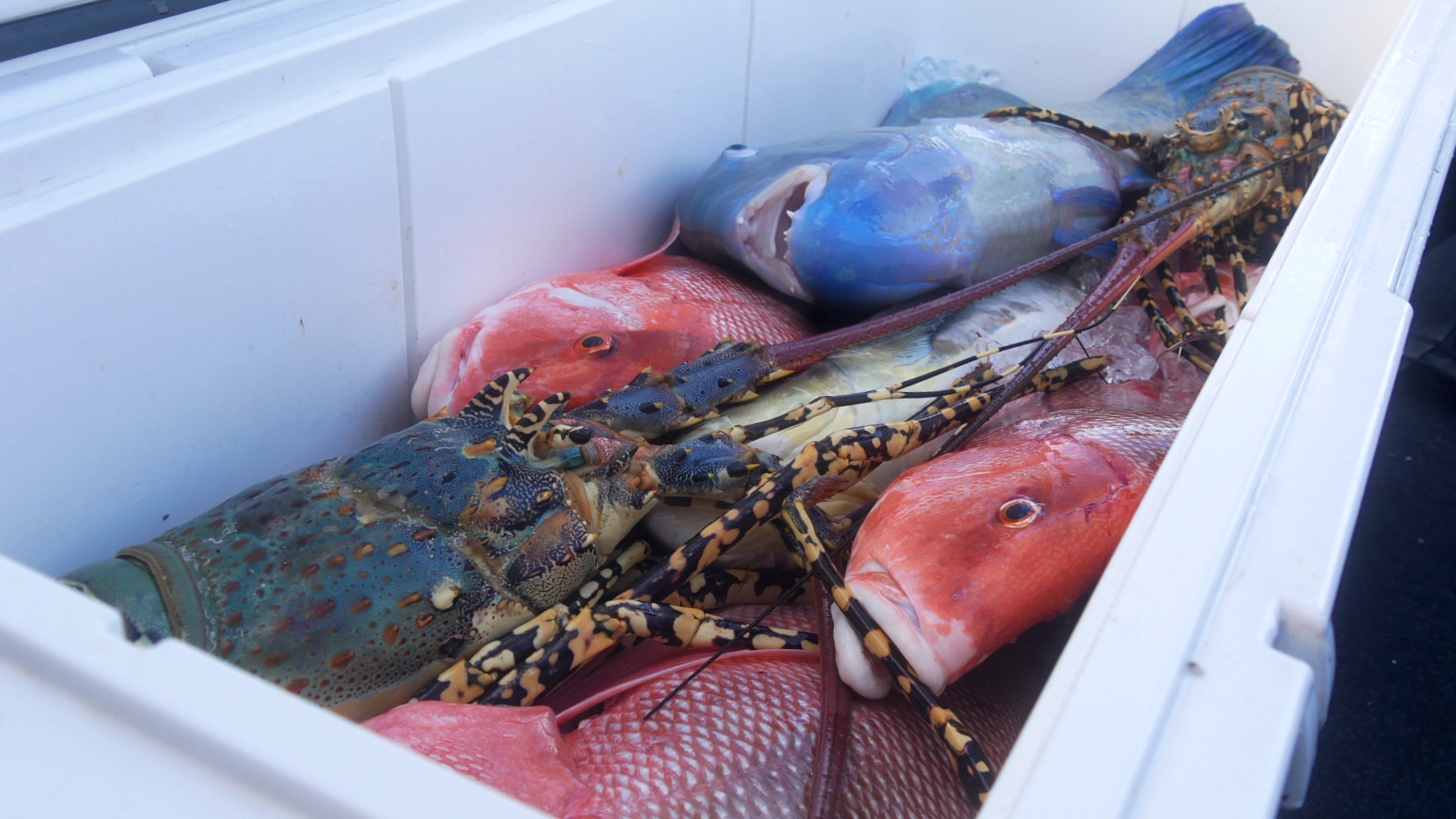 Spearfishing is booming in popularity despite the risks of sharks ...