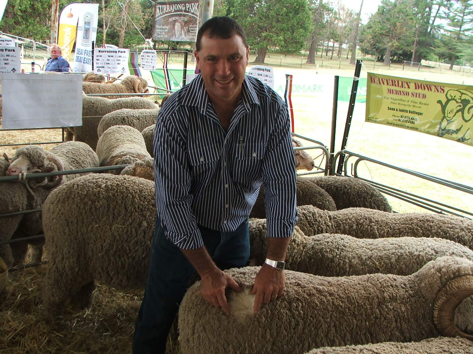 Sheep stud copes with drought in NW NSW - ABC News