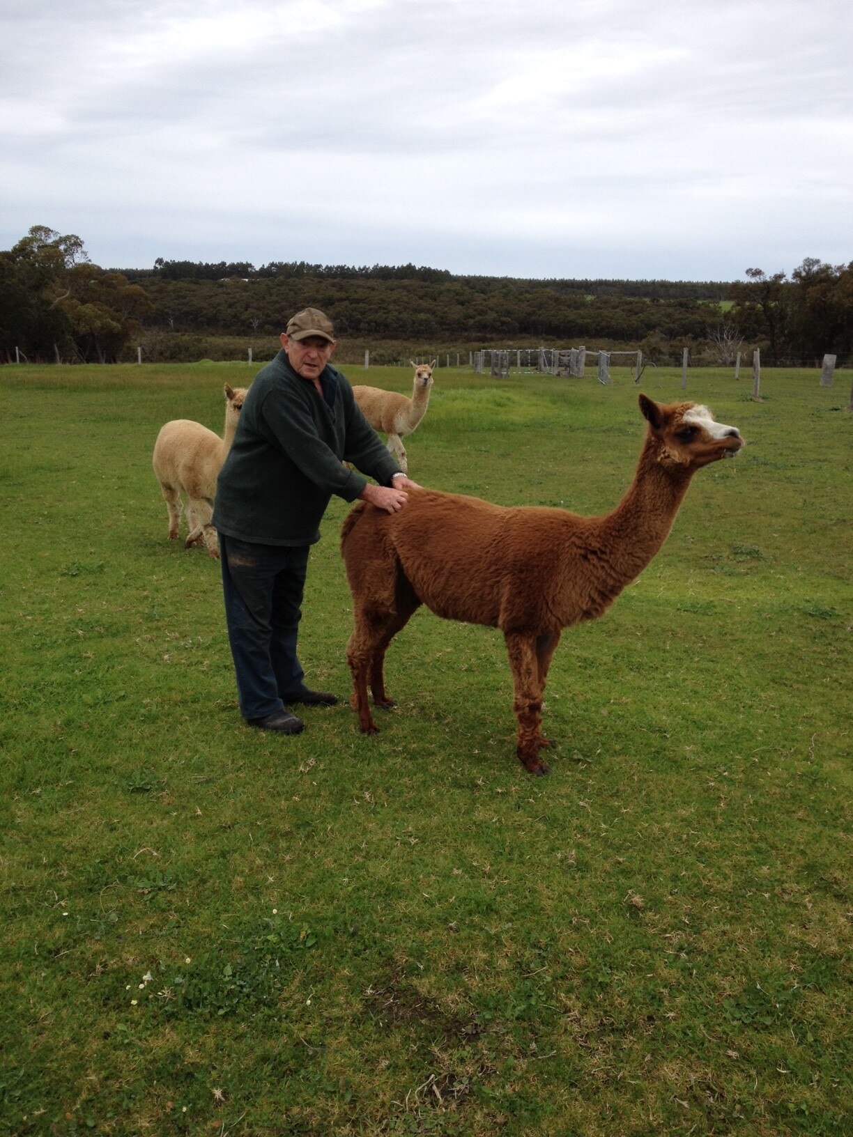 Alpaca growers challenge cute, cuddly image to build markets for ...