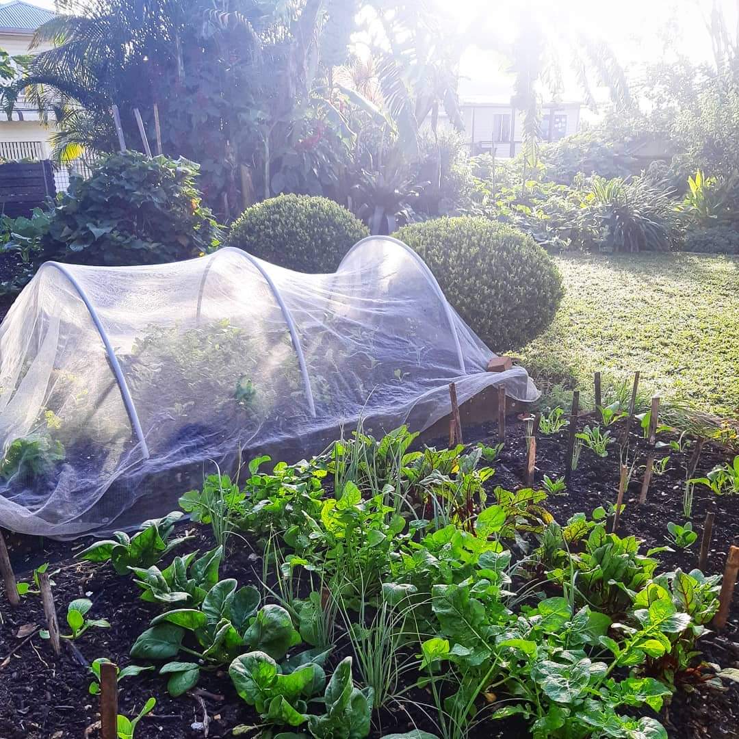 Garden guru Phil Dudman's winter veg tip - ABC listen