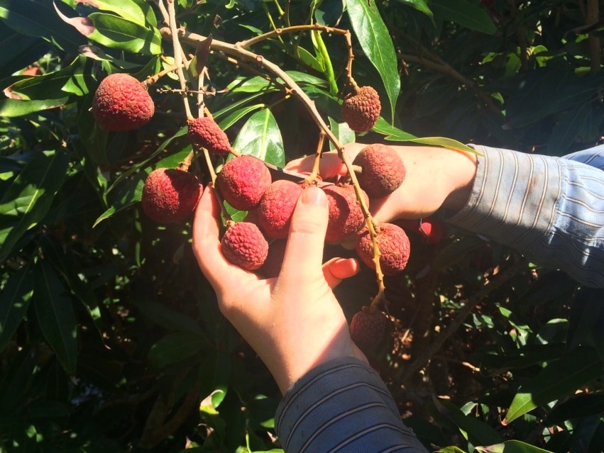 Sweet pickings for Central Queensland tropical fruit farmer as lychee ...