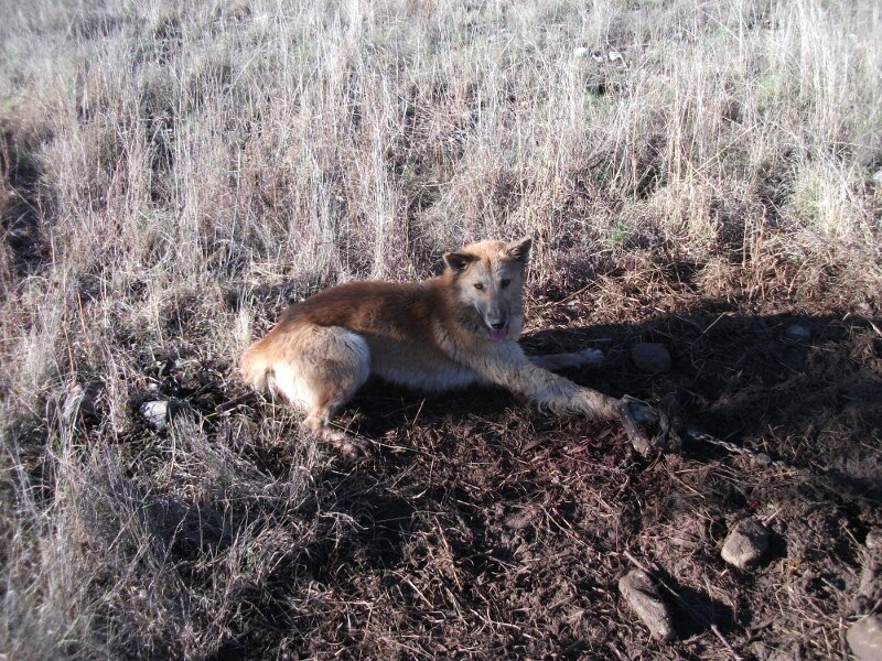 Monaro MP goes on field trip with wild dog trapper - ABC News