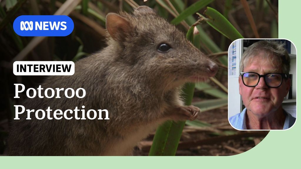 Researchers map conservation efforts for Gilbert's potoroos - ABC News