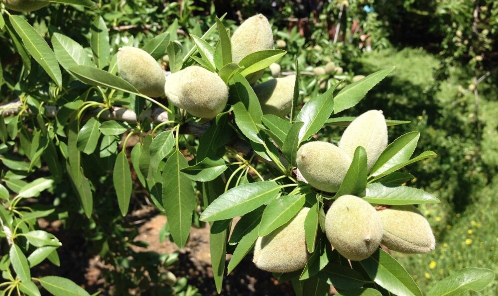 Almond Board proposes 'Centre of Excellence' - ABC News