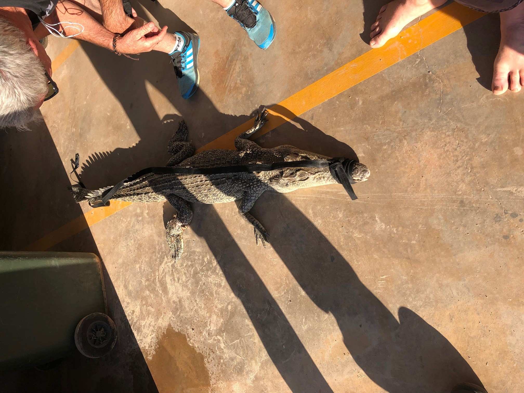 Injured crocodile rescued from Cable Beach - ABC listen