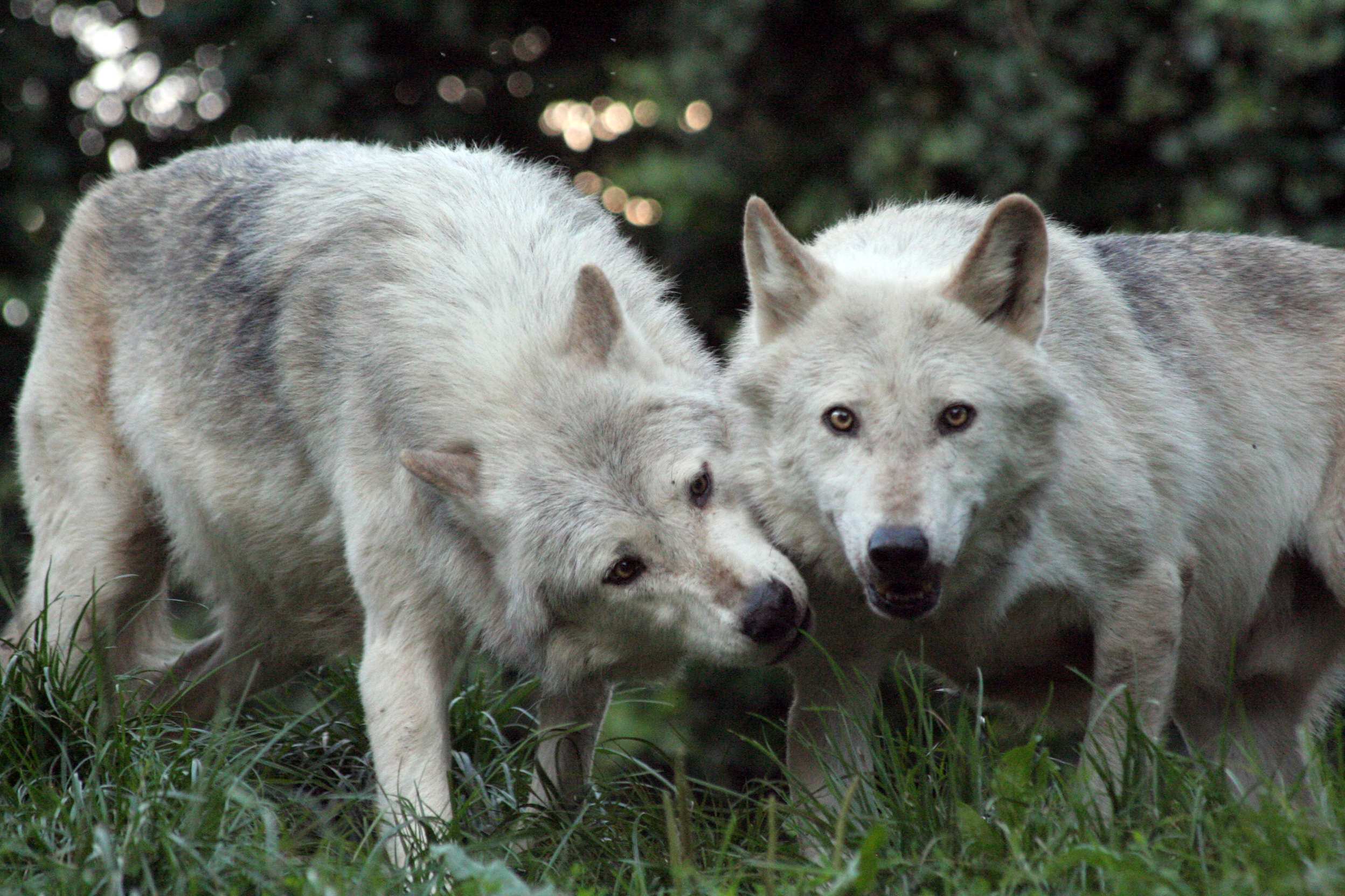 French zoo forced to close after nine wolves escape enclosure - ABC News