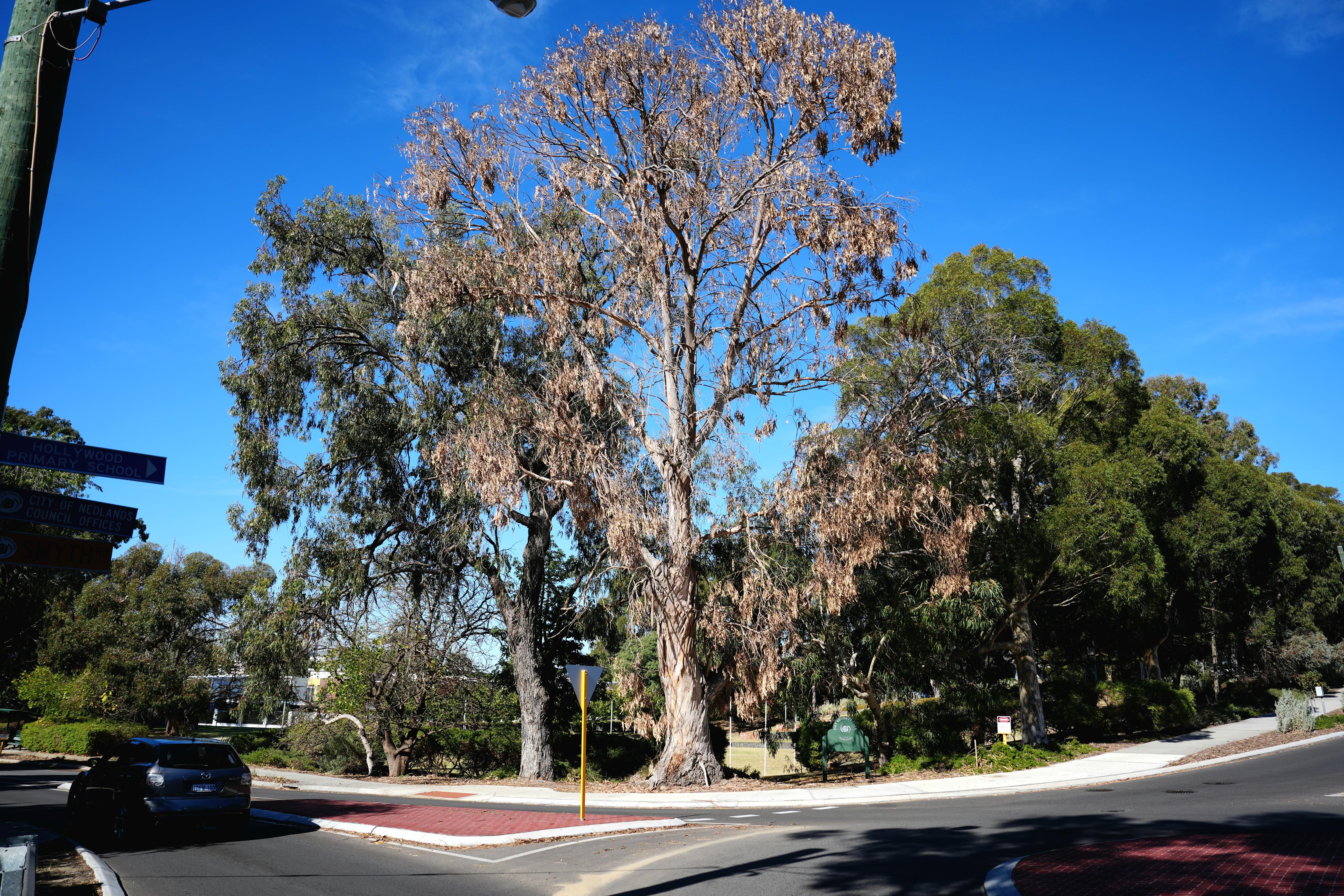 Water Corporation to enforce winter sprinkler ban across WA despite ...