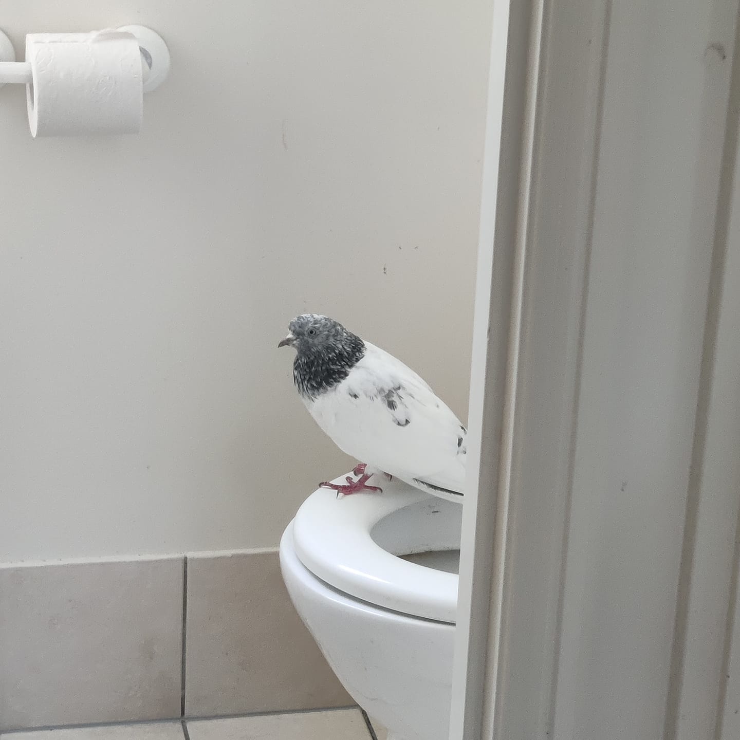 Four fascinating facts about pigeons, and why the 'rats of the sky ...