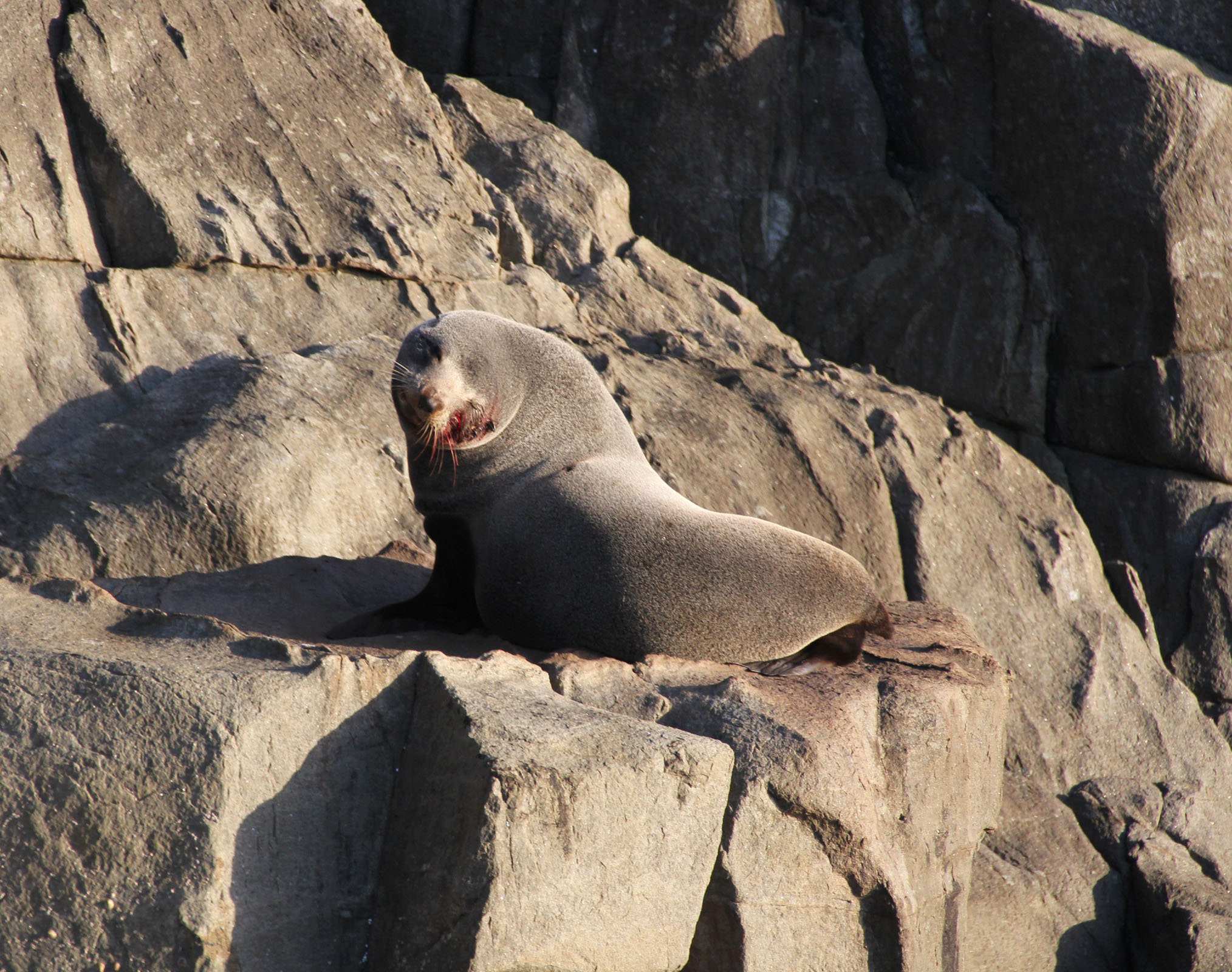 Authorities investigate seal shooting - ABC News