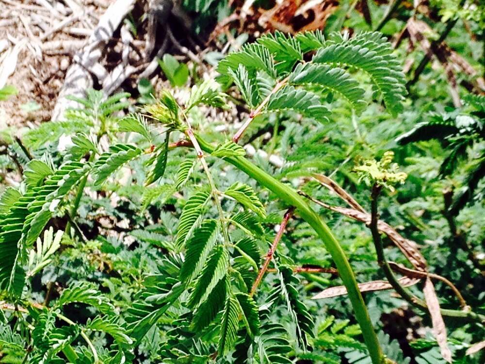 Significant legume discovery in Queensland could benefit cattle ...