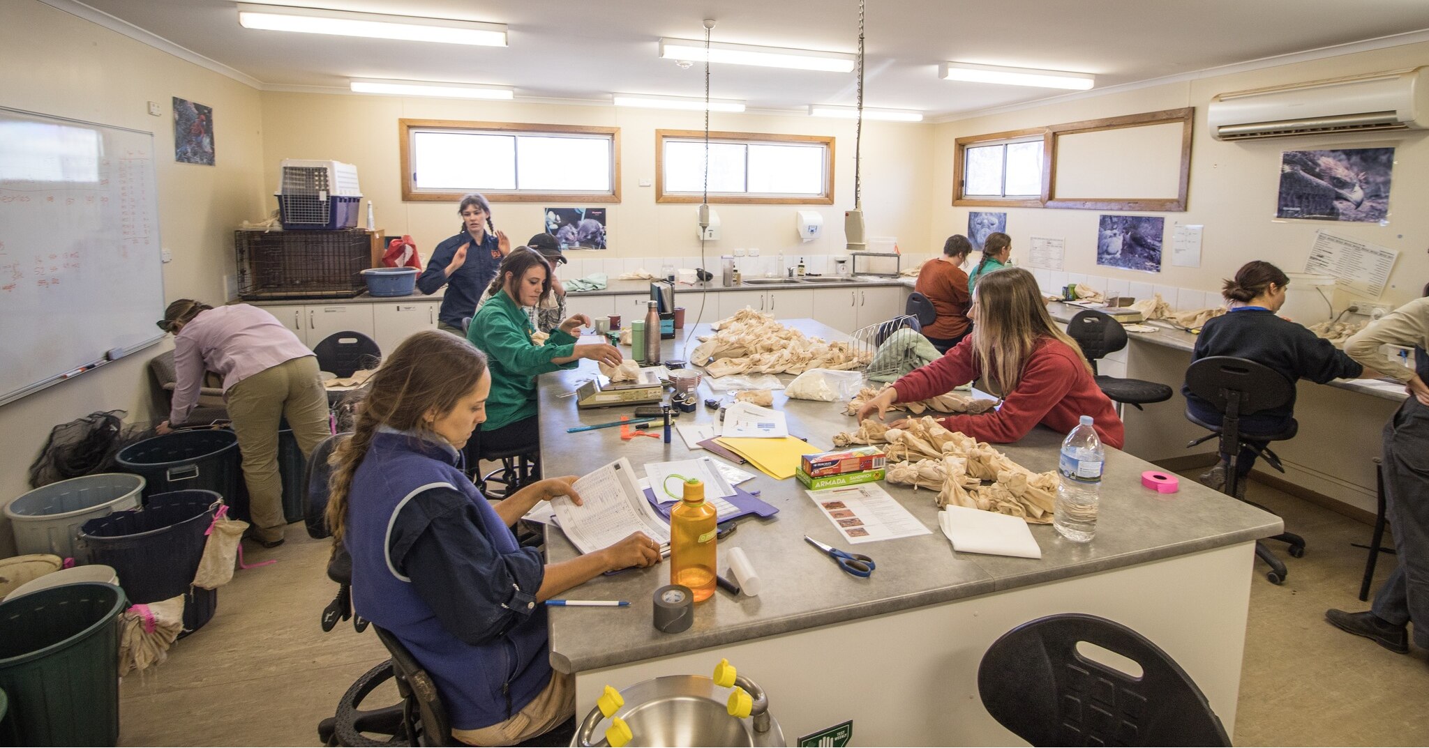 Arid Recovery animal survey reveals impact of feral cats on unprotected ...