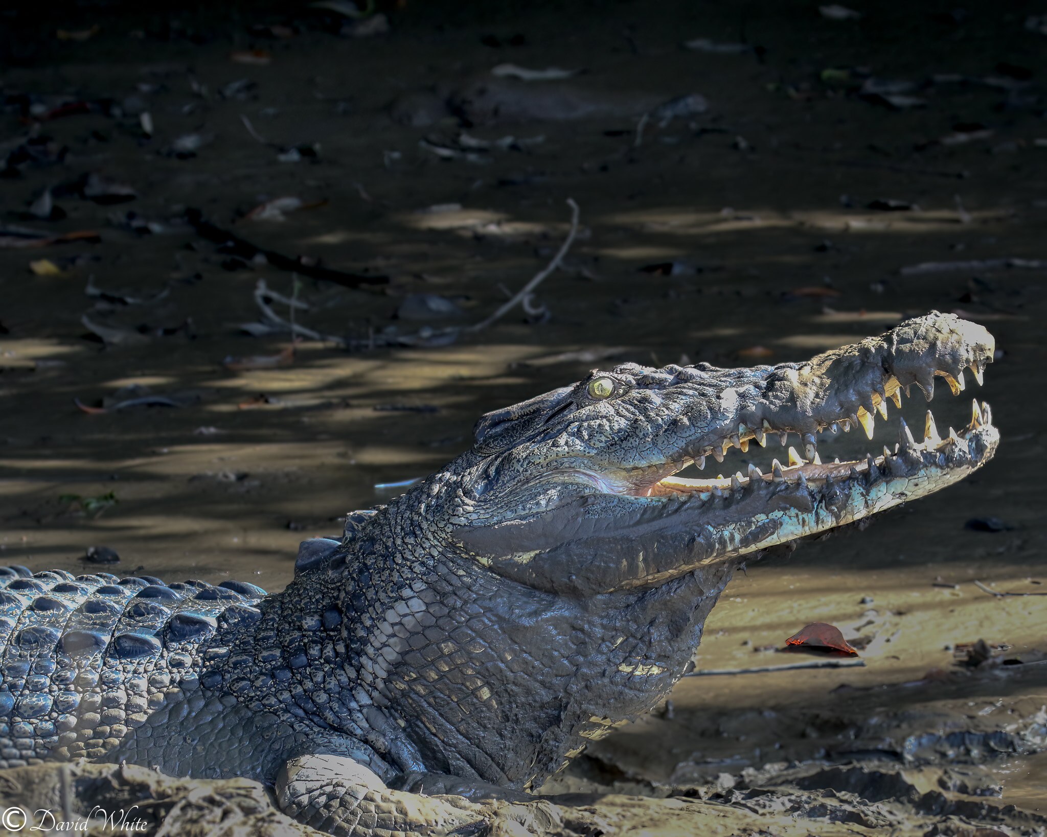 Climate Change - Topic - ABC News
