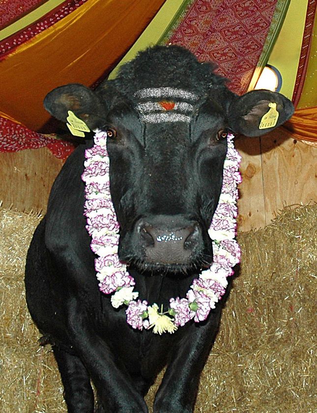 UK court says sacred bull must die - ABC News