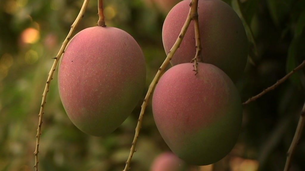 Mango Dreaming: The German adventurer who became the largest mango ...