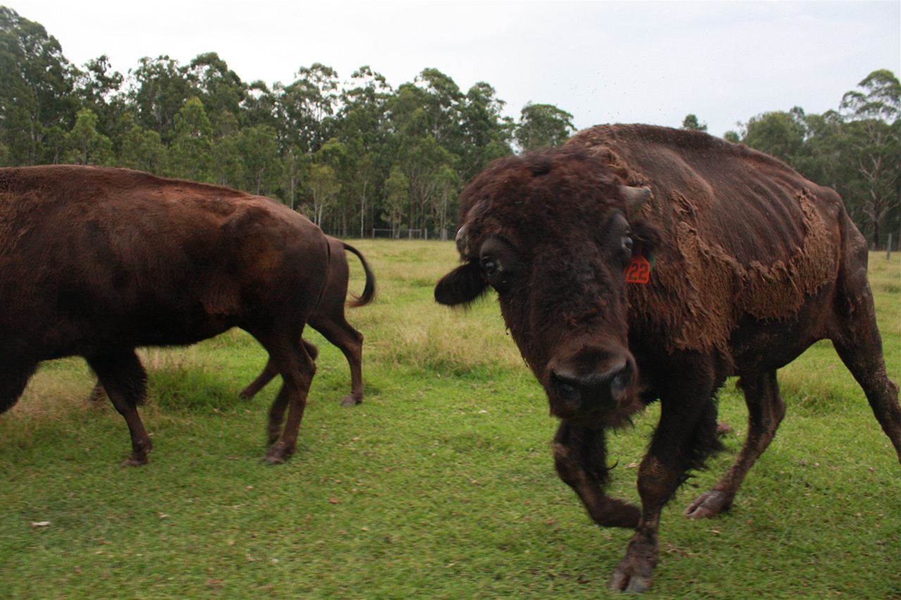 Fancy a bison burger? - ABC News