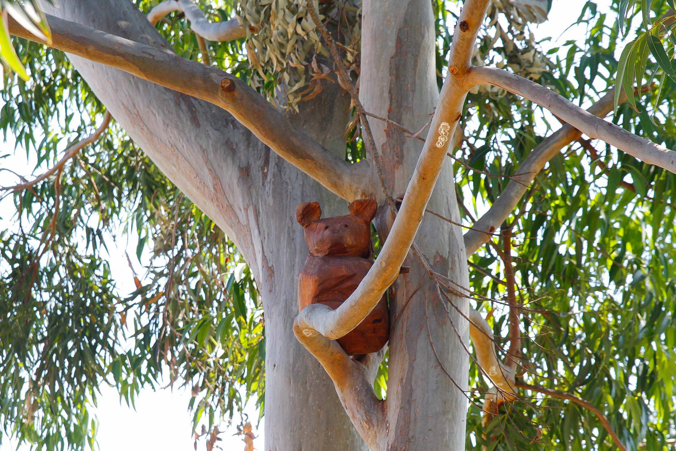 Queensland chainsaw artist carves Australian animals from fallen trees ...