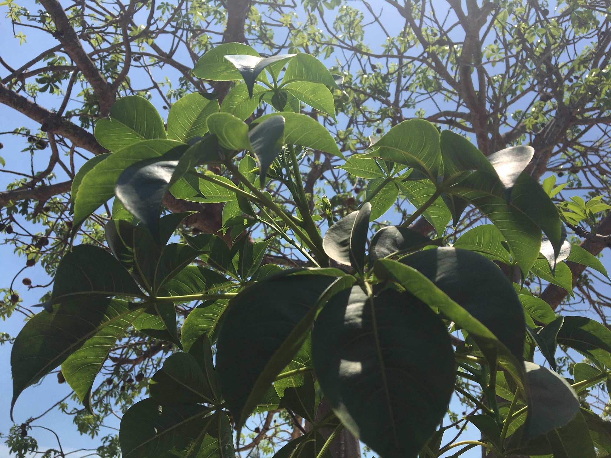 Boab leaves full of nutrition - ABC Kimberley