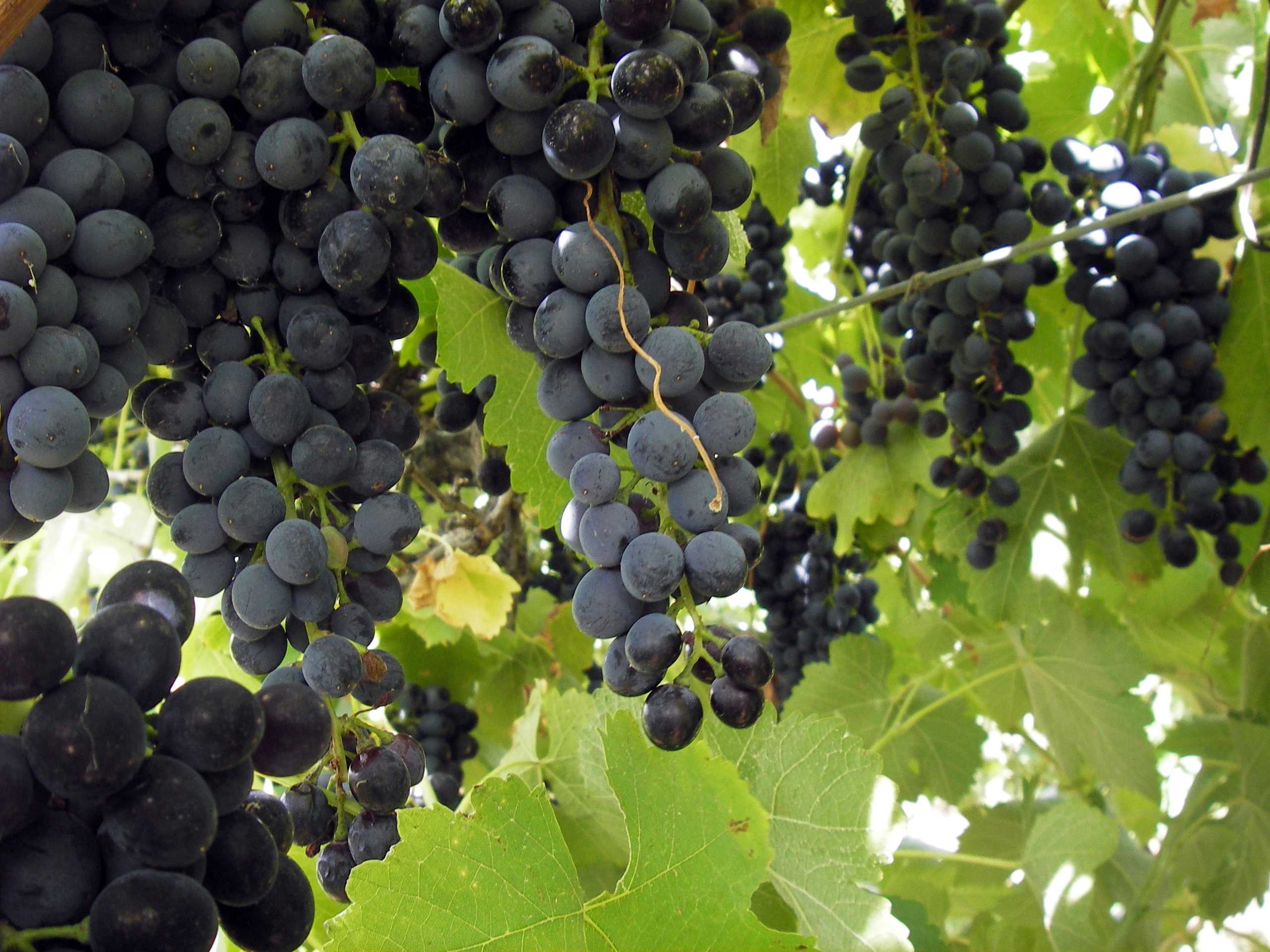 Mrs Mary Rawson: wine maker manager 1844-1884 - ABC News
