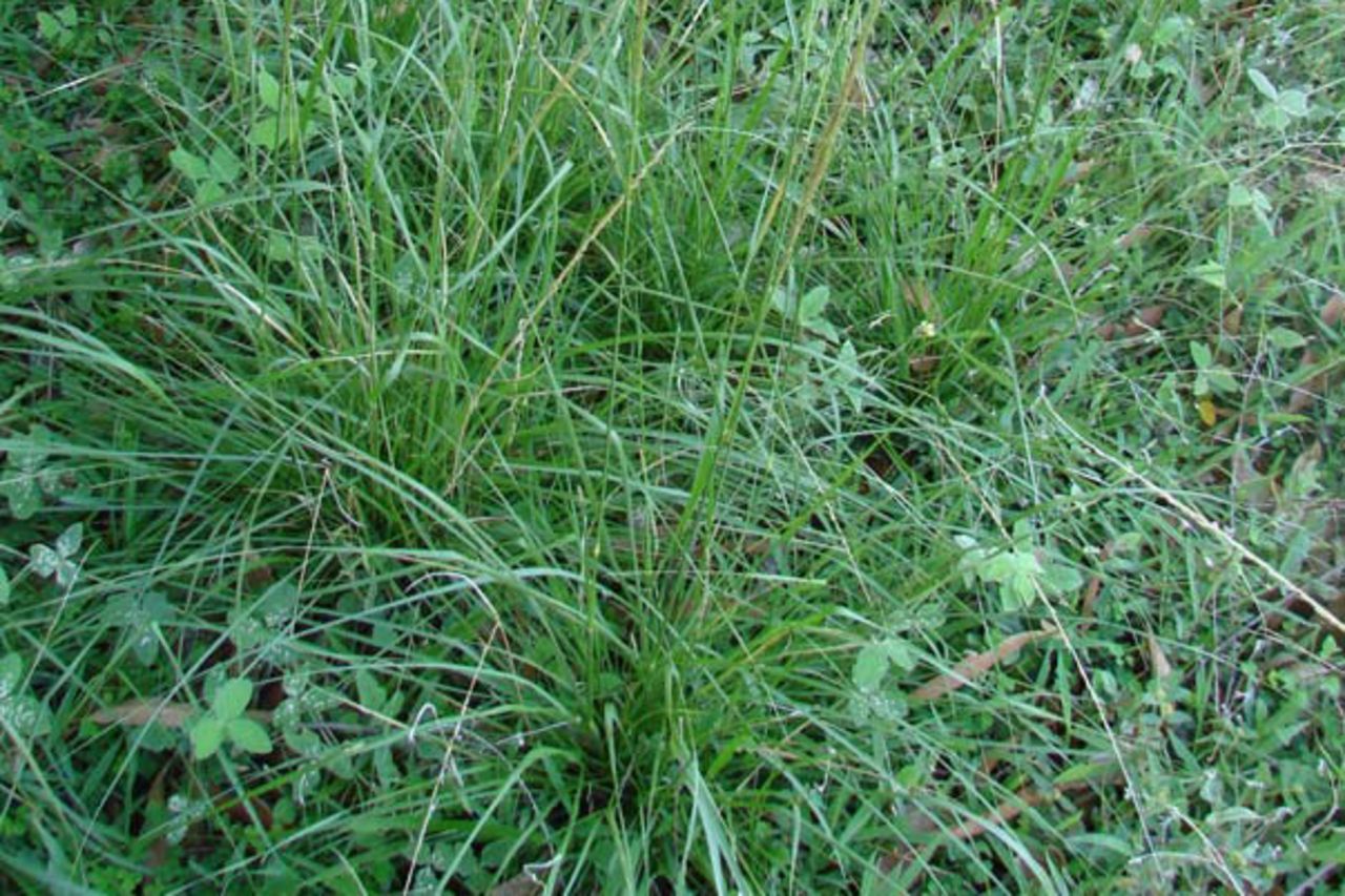 Aggressive weed rat's tail found in WA - ABC News