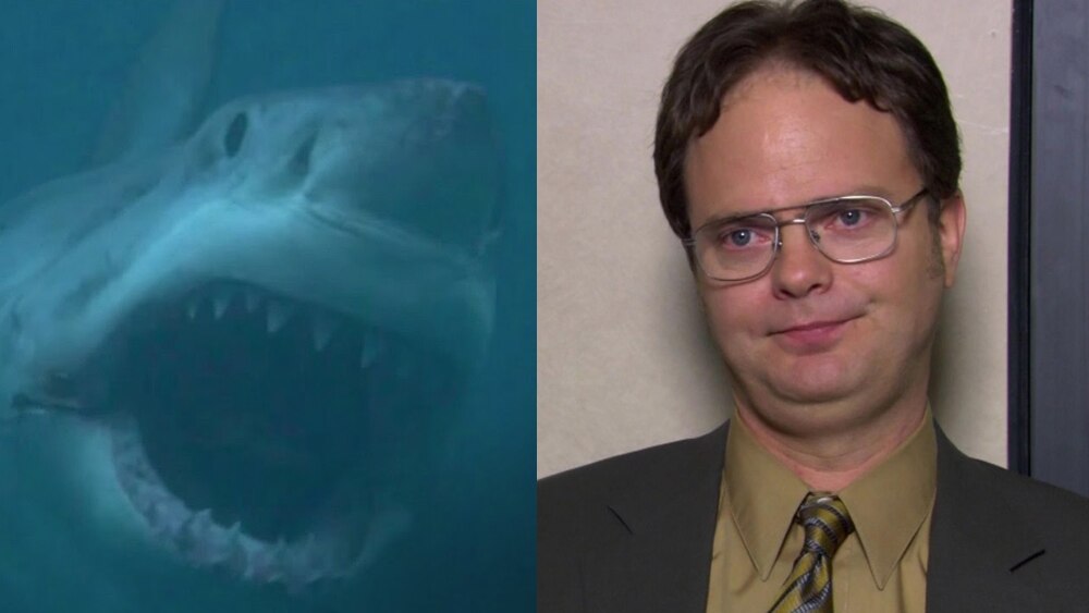 Dwight Schrute VS The Meg: Who would win a fight to the death? - triple j