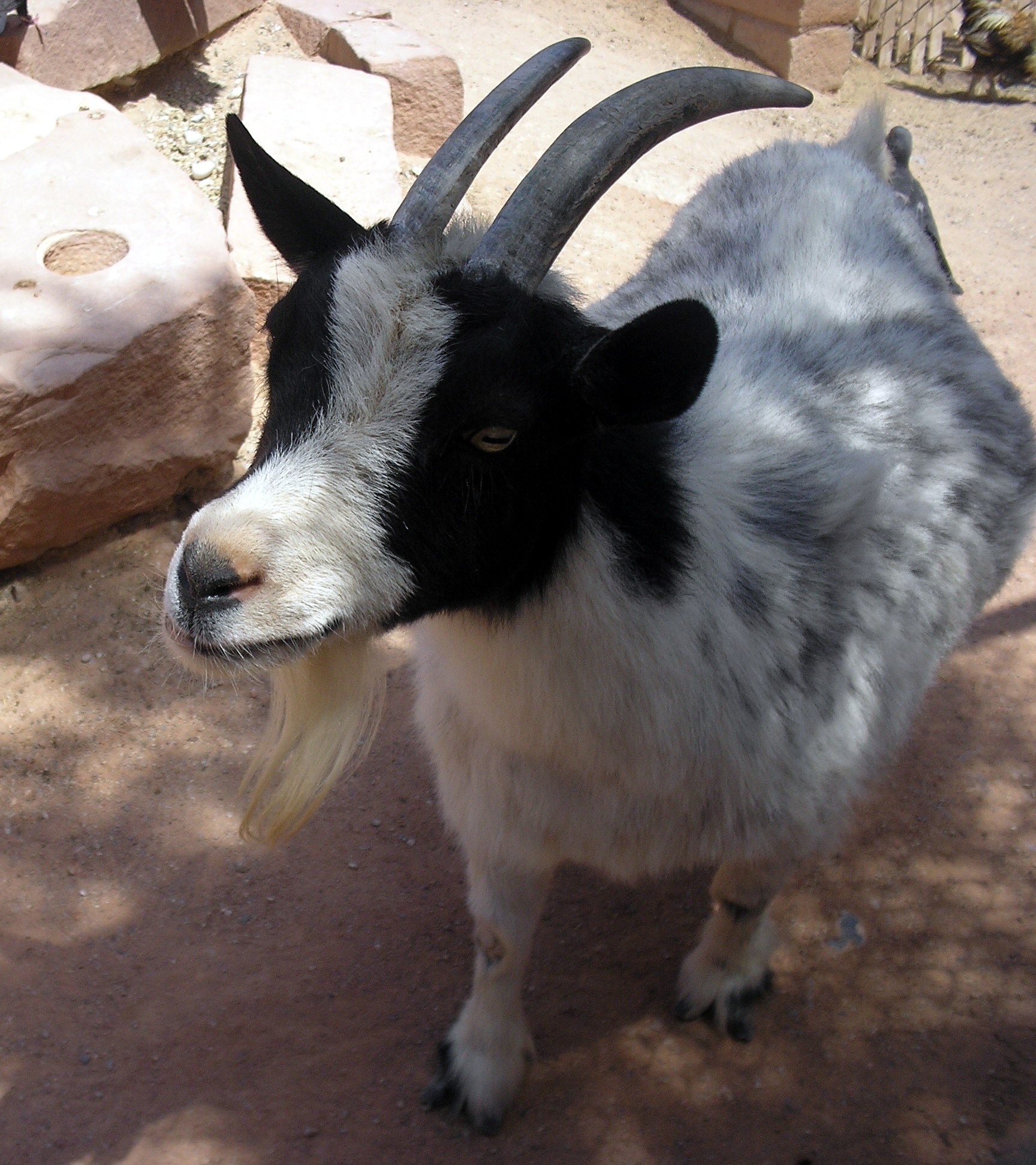 Mexico zoo director accused of killing and cooking four pygmy goats for ...