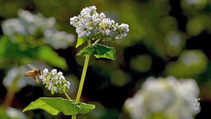 Growing Buckwheat - Gardening Australia