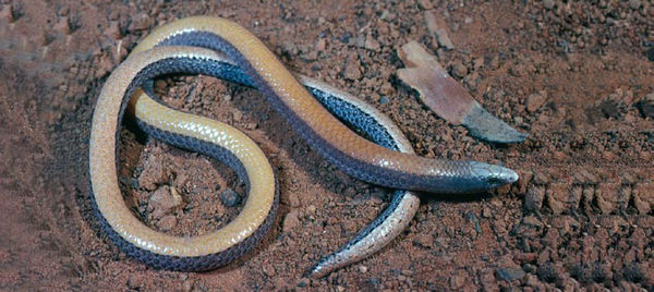 Long lost lizards living in leaf litter - ABC News