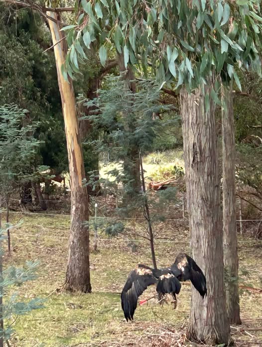 Wedge-tailed eagle shot by an arrow finally rescued and dubbed 'Cupid ...