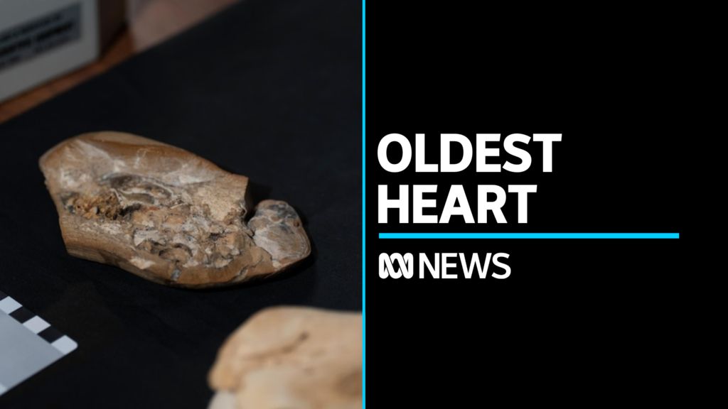World's oldest heart found in fossilised fish - ABC News