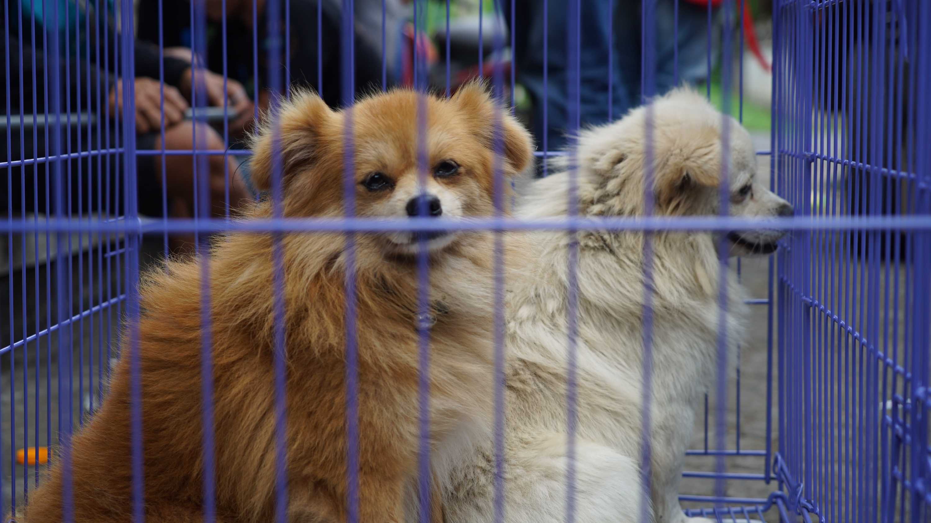 Bali volcano: Dogs abandoned in Mount Agung's 'red zone' rescued by ...