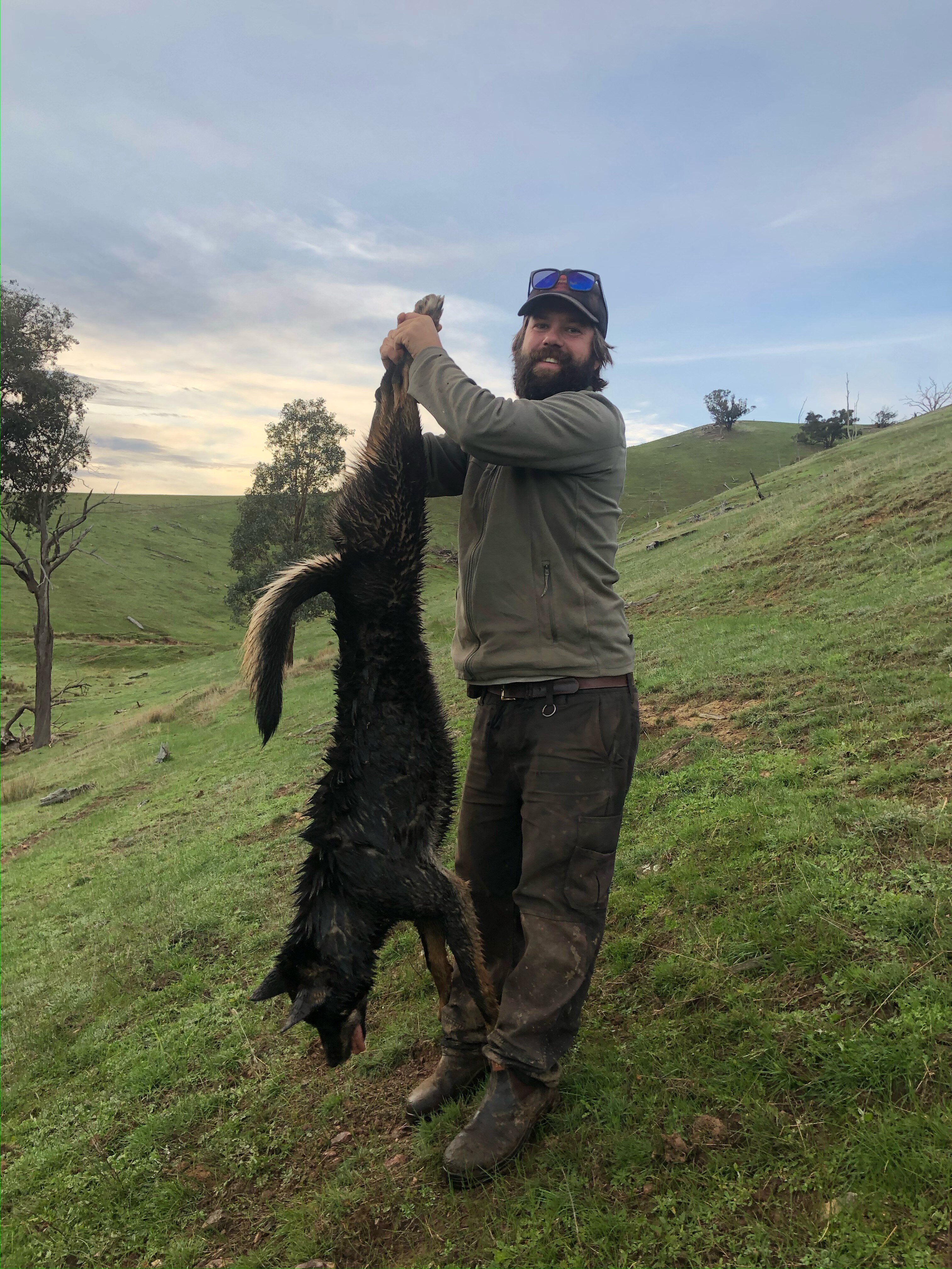 Secret videos show animals being trapped and killed. Are they wild dogs ...