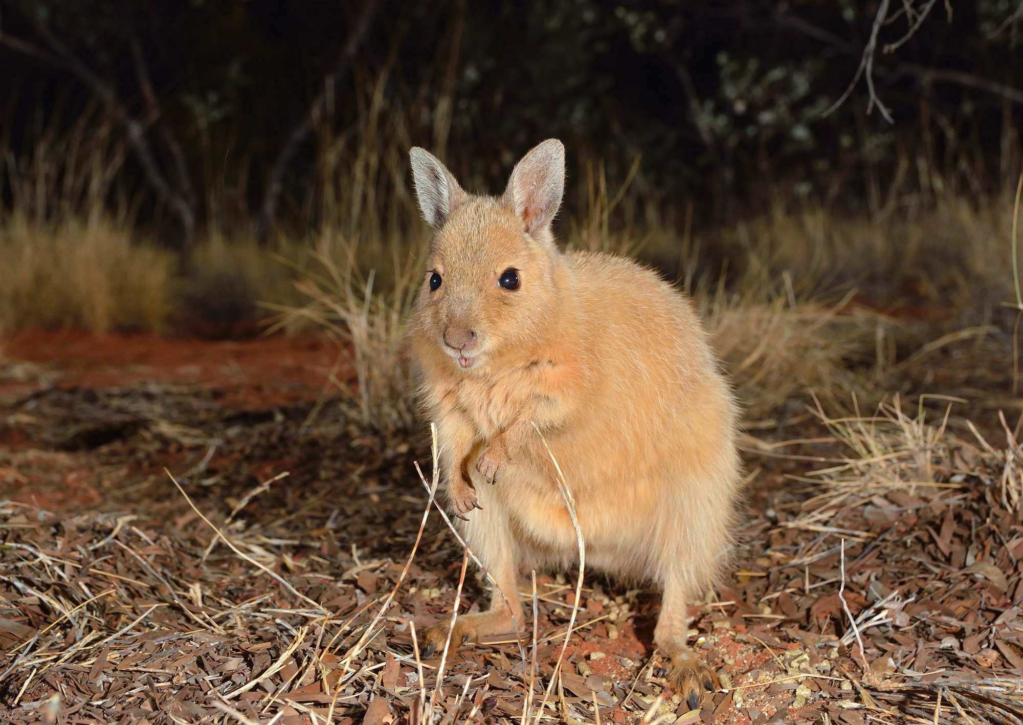 Native wallaby brought back from brink of extinction in the Red Centre ...