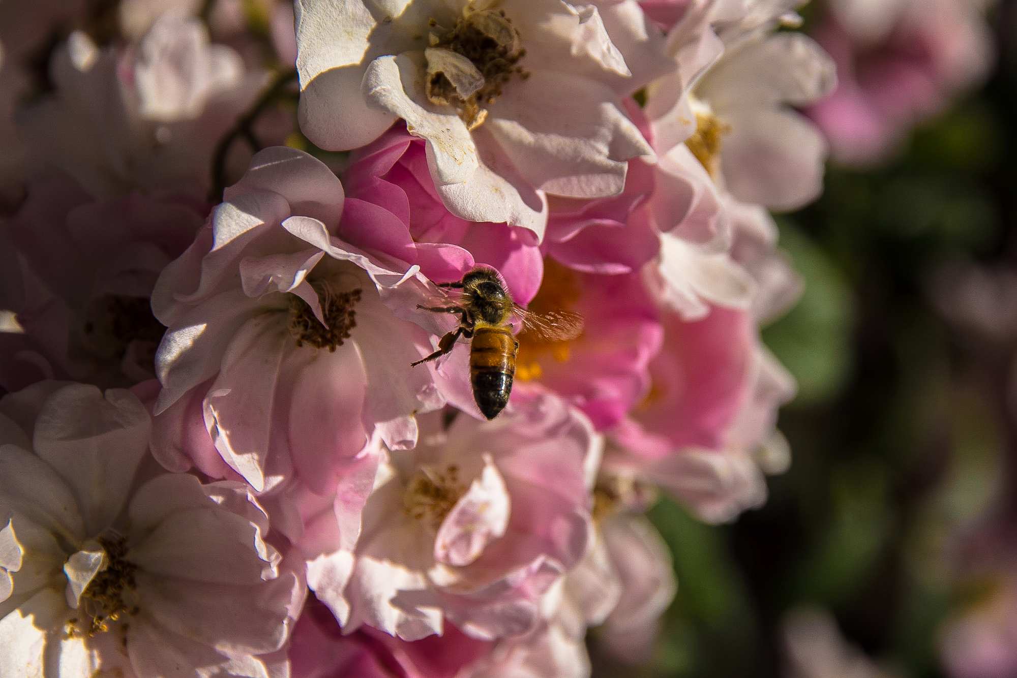 What To Do In The Garden: If you love a Rose in your Canberra garden ...