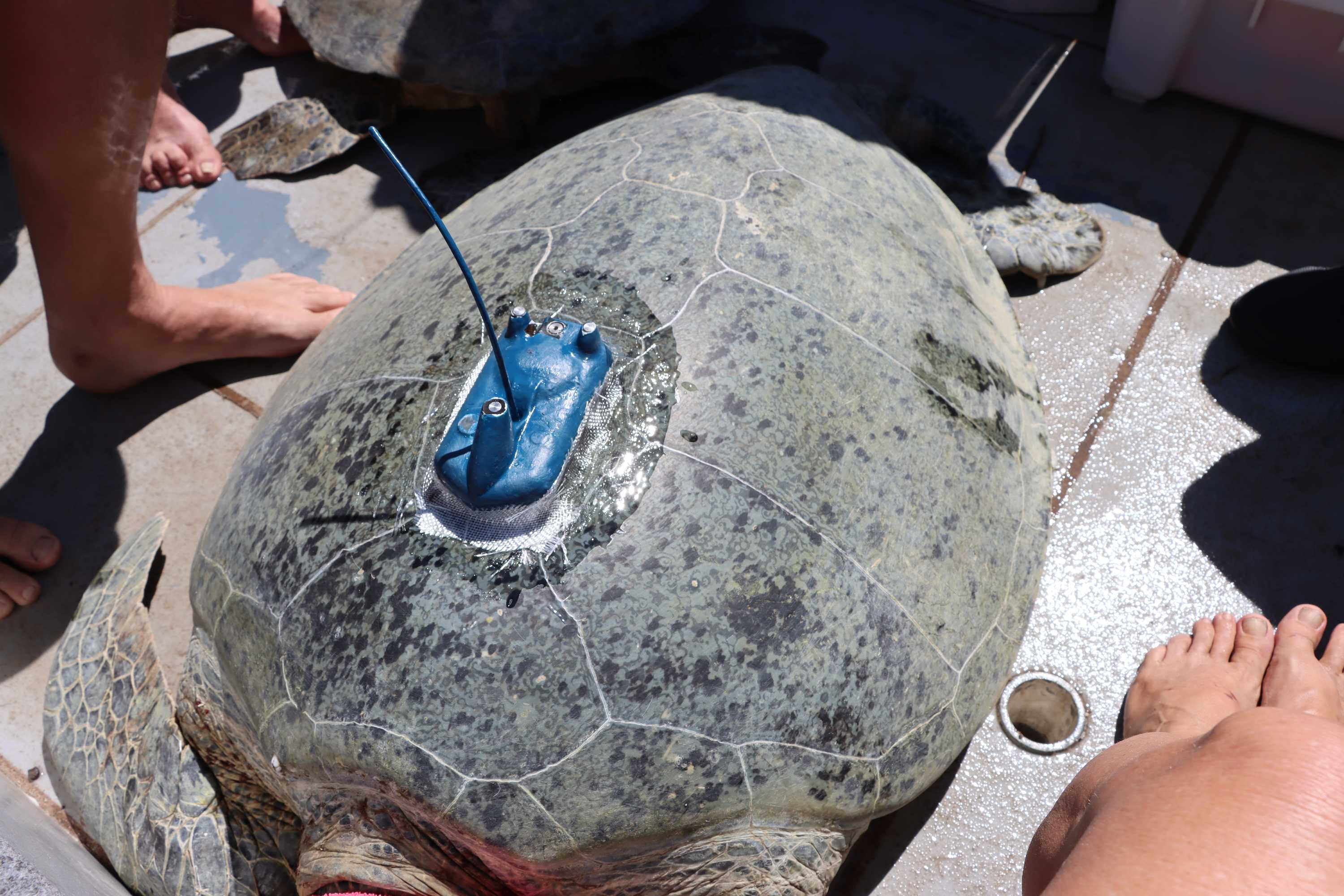 GPS tracks turtle's two week, 2500km journey - ABC Darwin