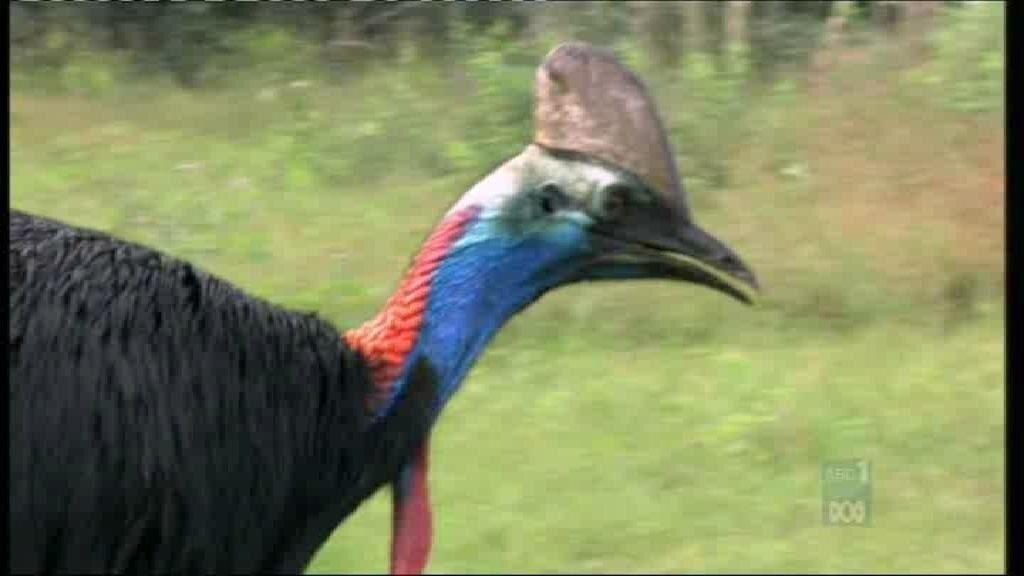 Endangered Cassowary under threat - ABC News