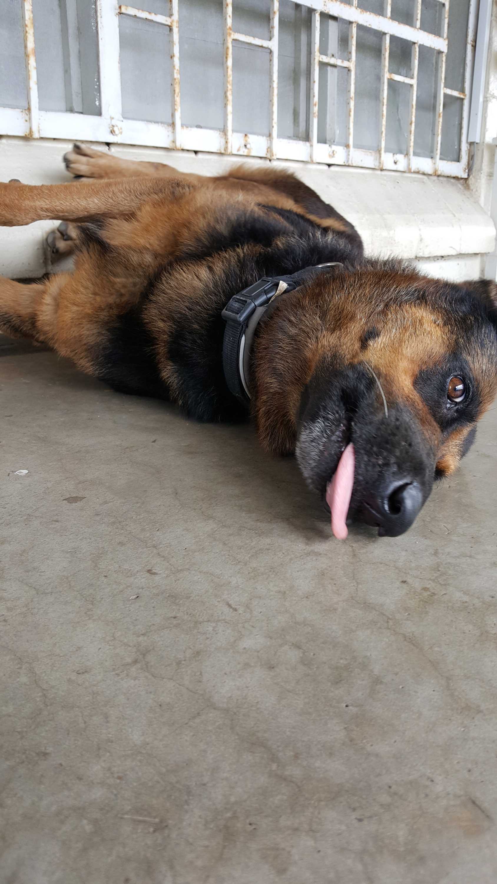 ABC Port Moresby bureau protected by canine colleague, Fooey the dog ...