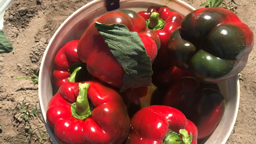 Coming Back: Vegetable growers getting back on their feet after Cyclone ...