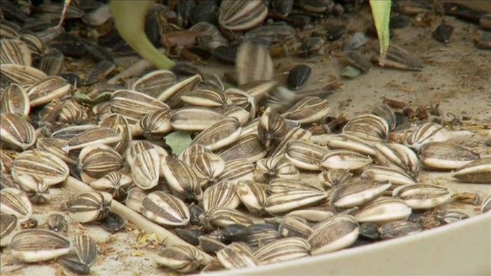 Saving Seed - Gardening Australia