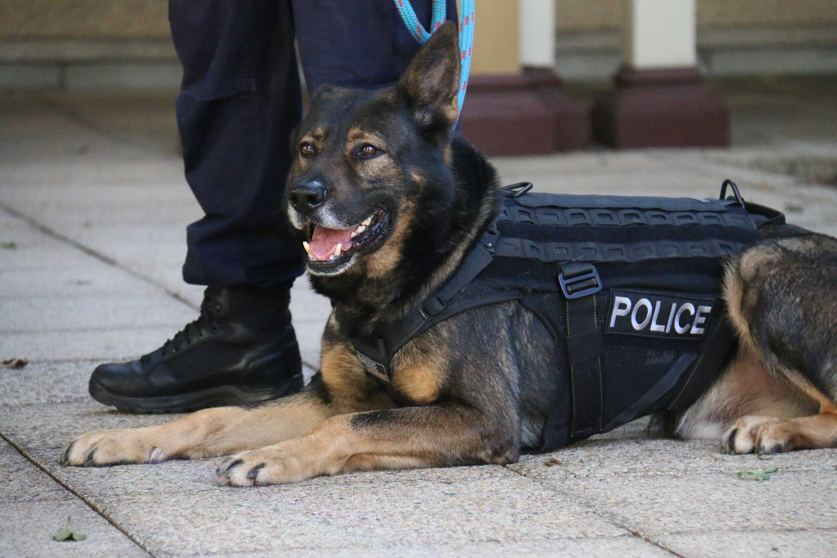 Police dogs get added protection with rollout of stab-resistant vests ...